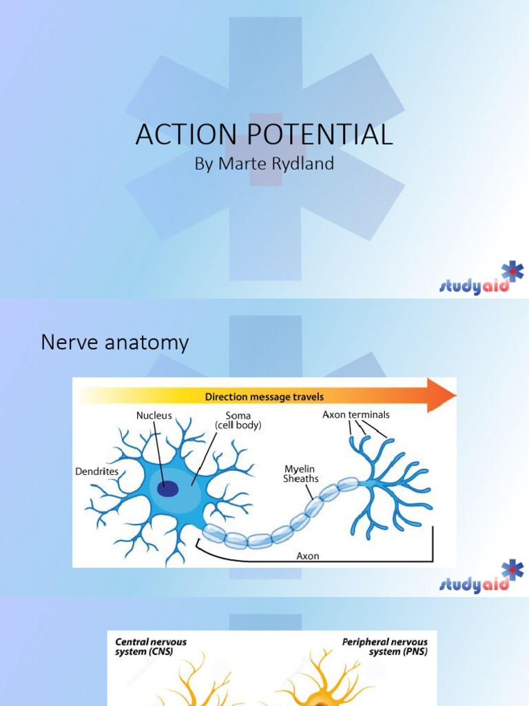Action Potential | PDF | Action Potential | Depolarization