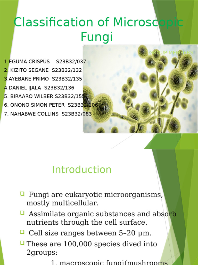 Classification of Fungi Presentation 115503 | PDF | Fungus | Mold