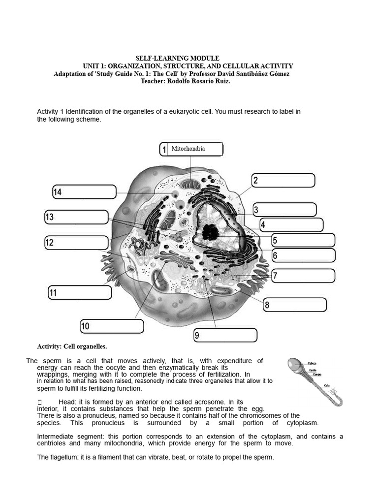 Work | PDF | Cell (Biology) | Endoplasmic Reticulum
