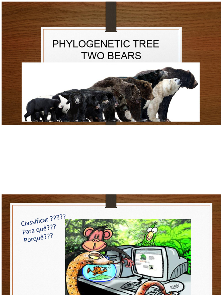 Phylogenetic Tree of Bears | PDF