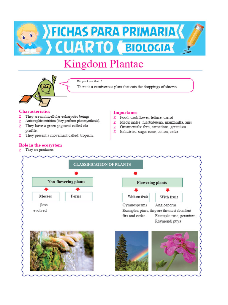 Overview of Plant Kingdom Characteristics | PDF | Plants | Flowers