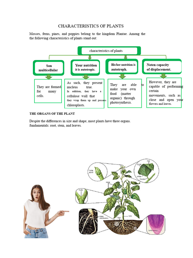 THE PLANT1 | PDF | Plants | Fern