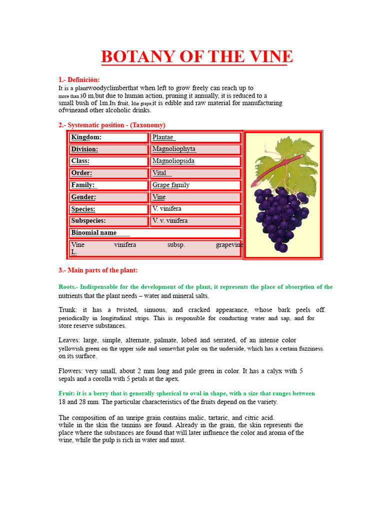 Understanding Vine Botany and Pruning Techniques | PDF | Pruning | Vitis