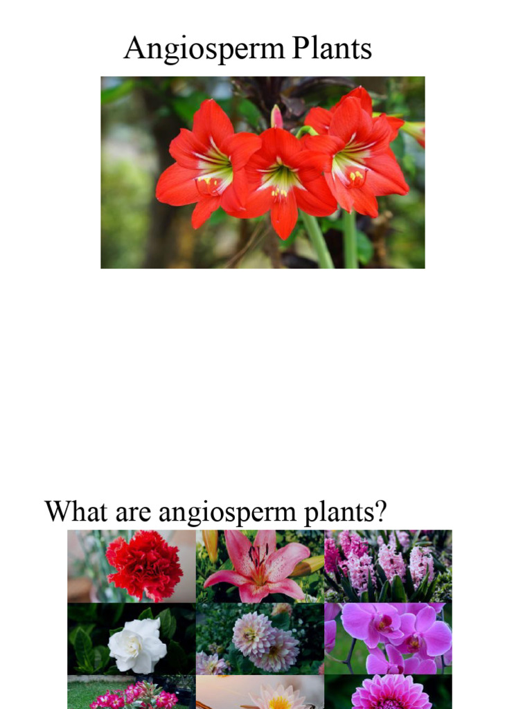 Angiosperm Plants | PDF