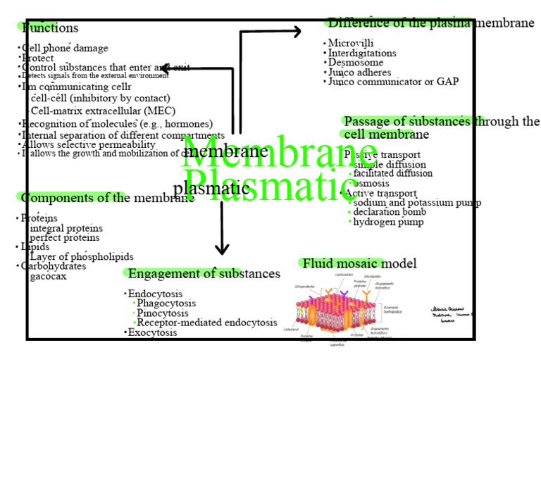 Plasma Membrane - Mind Map | PDF