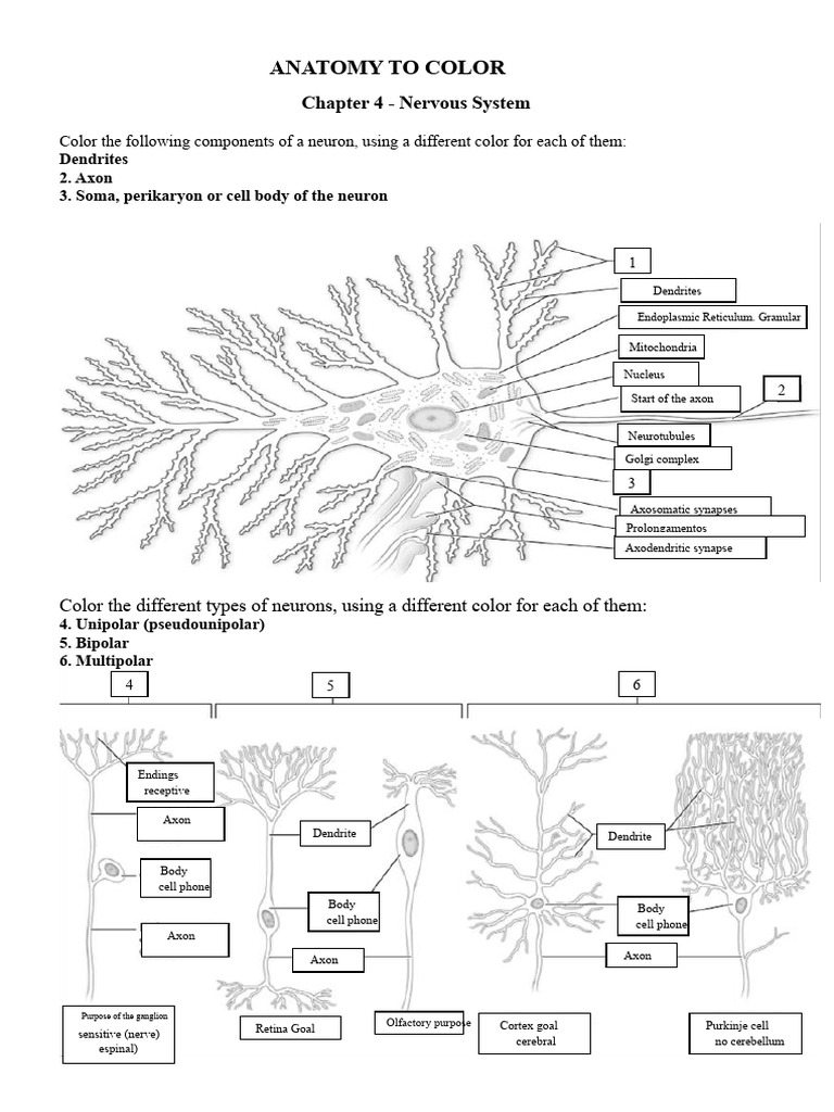 Color Guide for Nervous System Anatomy | PDF | Cerebellum | Spinal Cord