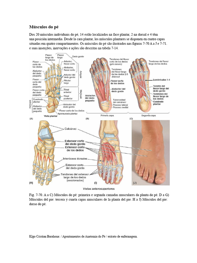 Anatomia dos Músculos do Pé | PDF | Pé | Músculo