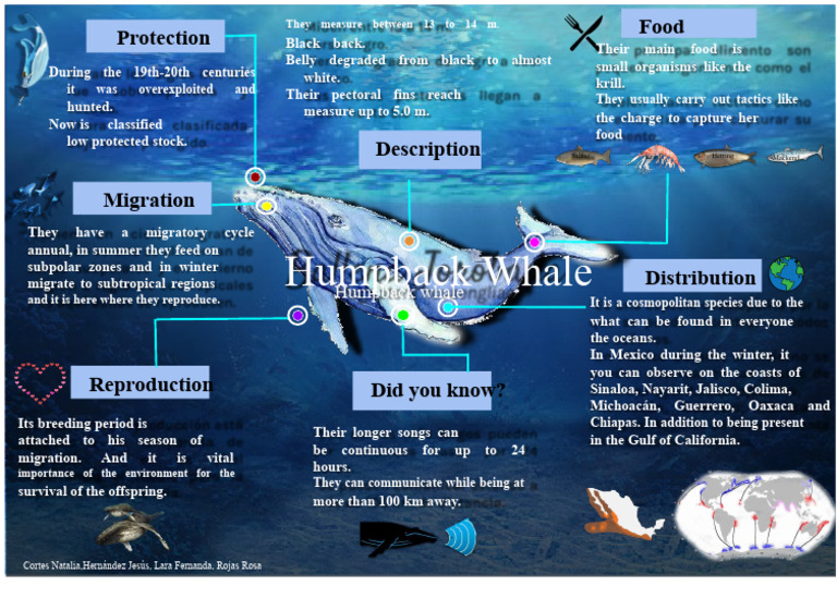 Infographic of The Humpback Whale | PDF | Whales | Cetaceans