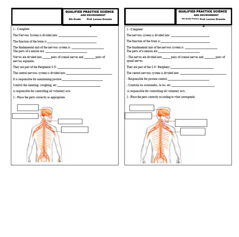 Graded Practice of Nervous System 6TH | PDF