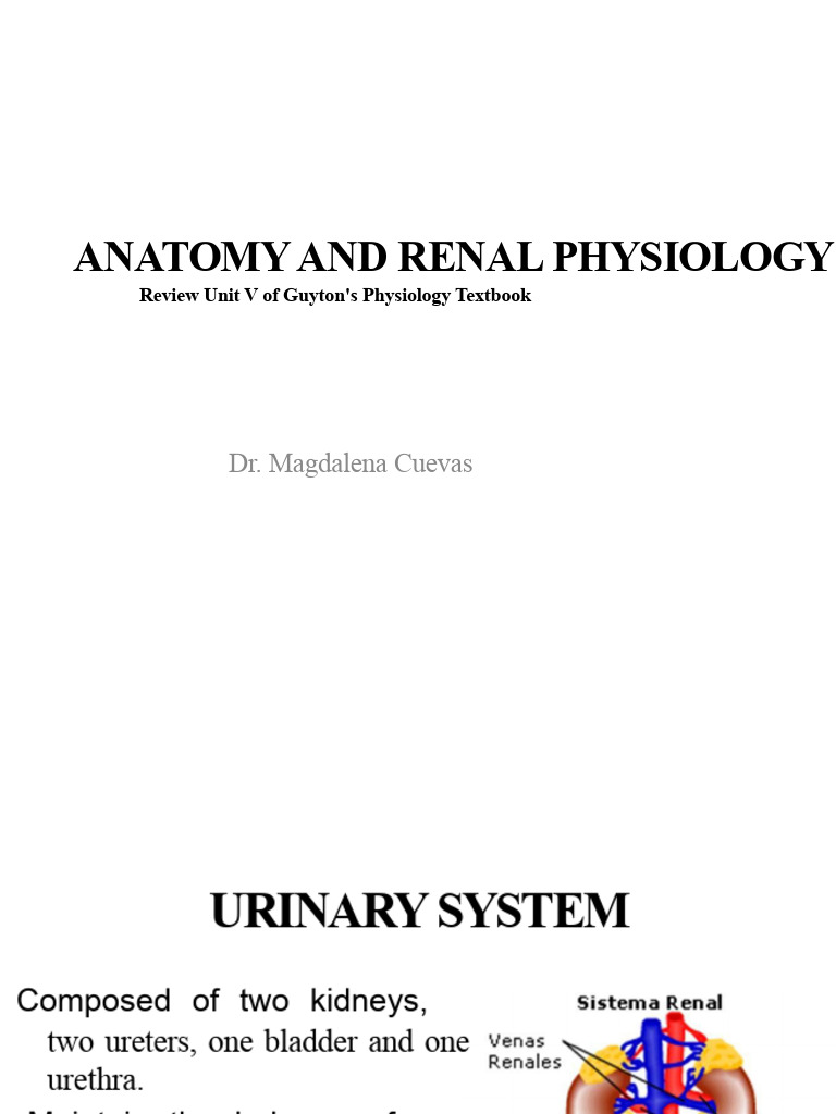 Kidney Structure and Function Overview | PDF | Kidney | Organ (Anatomy)