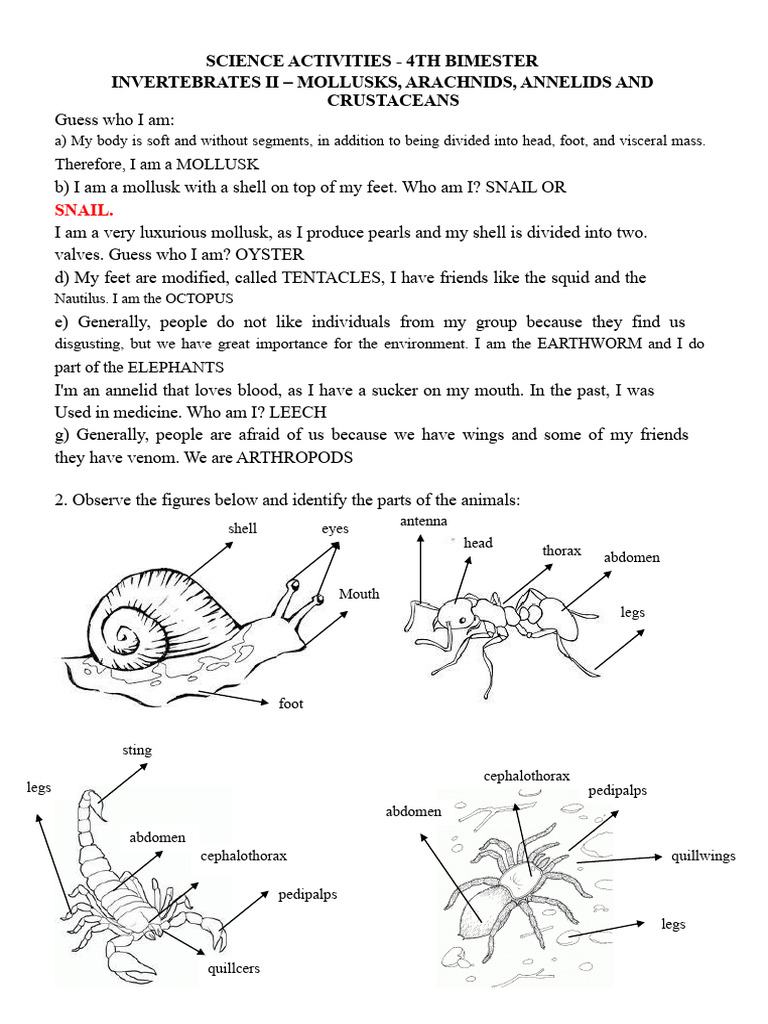Invertebrates Activities Ii Corrected PDF | PDF | Mollusca | Invertebrate