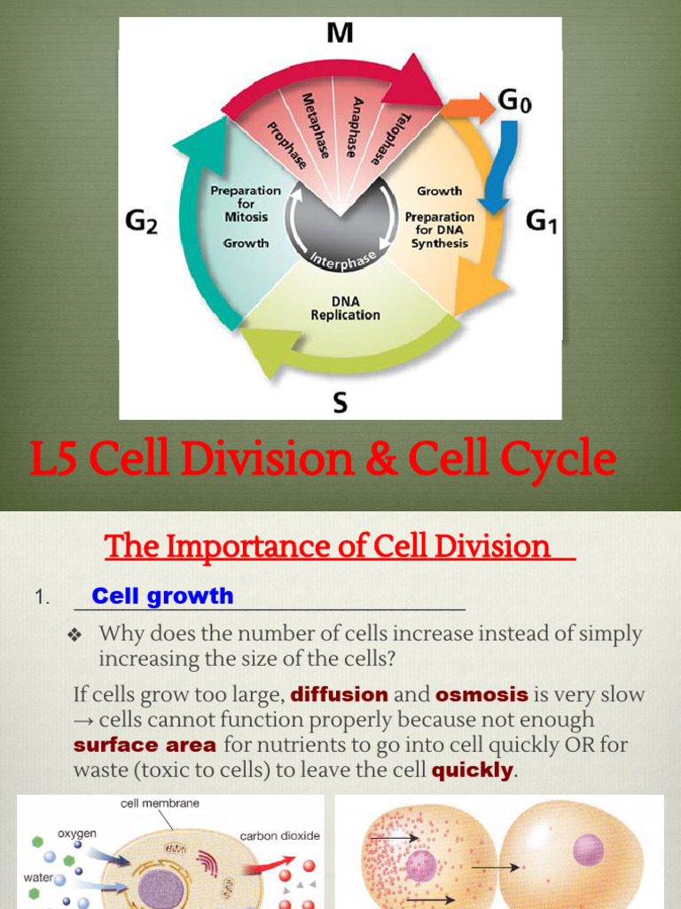 5 Cell Division & Cell Cycle | PDF | Mitosis | Chromosome