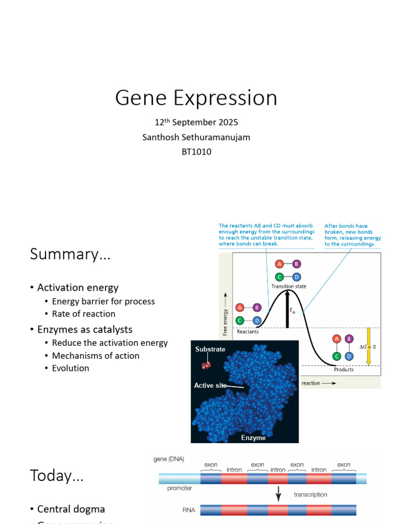 11 - Gene Expression | PDF | Rna | Translation (Biology)