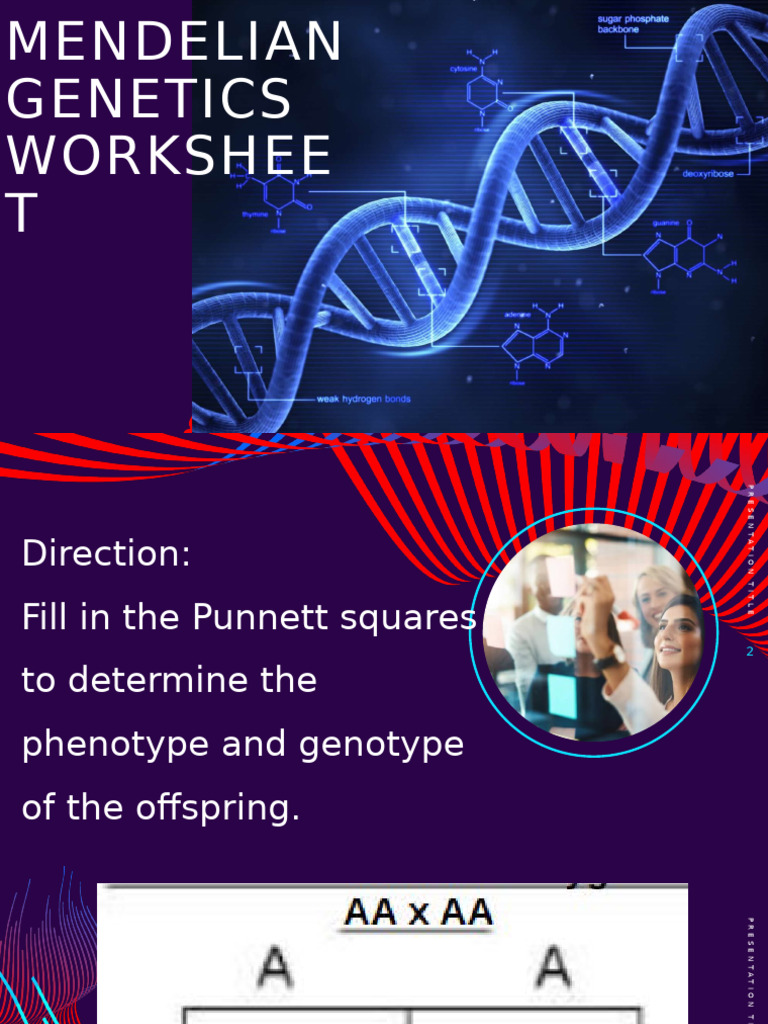Dna Worksheet | PDF | Genotype | Biology