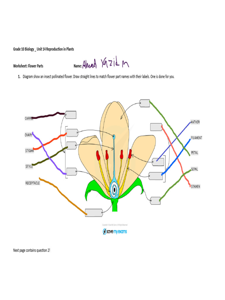 Grade 10 Biology: Flower Parts Worksheet | PDF