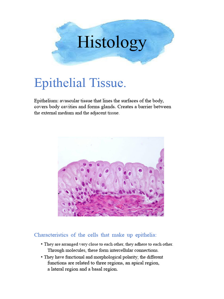 Epithelial Tissue: Structure and Functions | PDF | Epithelium | Cell ...