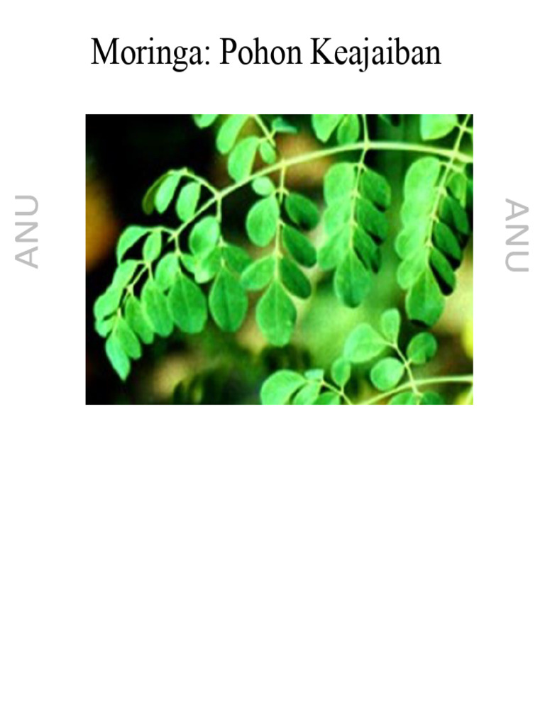 Moringa PPT Oleh Anu Shah | PDF