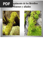 Glosario de briofitos y caulidios | PDF | Hoja | Plantas