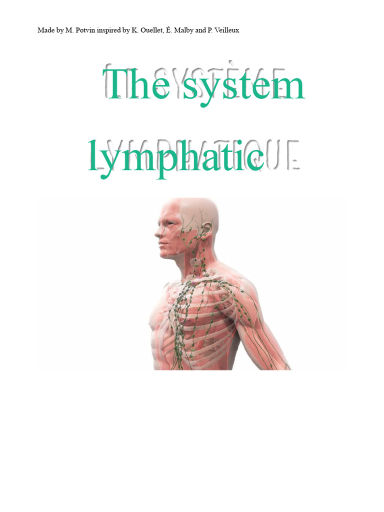 NDC - The Lymphatic and Excretory System | PDF | Lymphatic System | Lymph