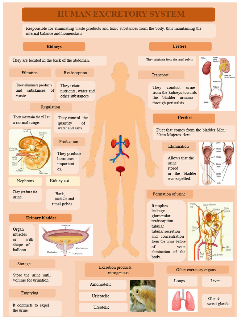 Overview of the Human Excretory System | PDF | Kidney | Urinary System