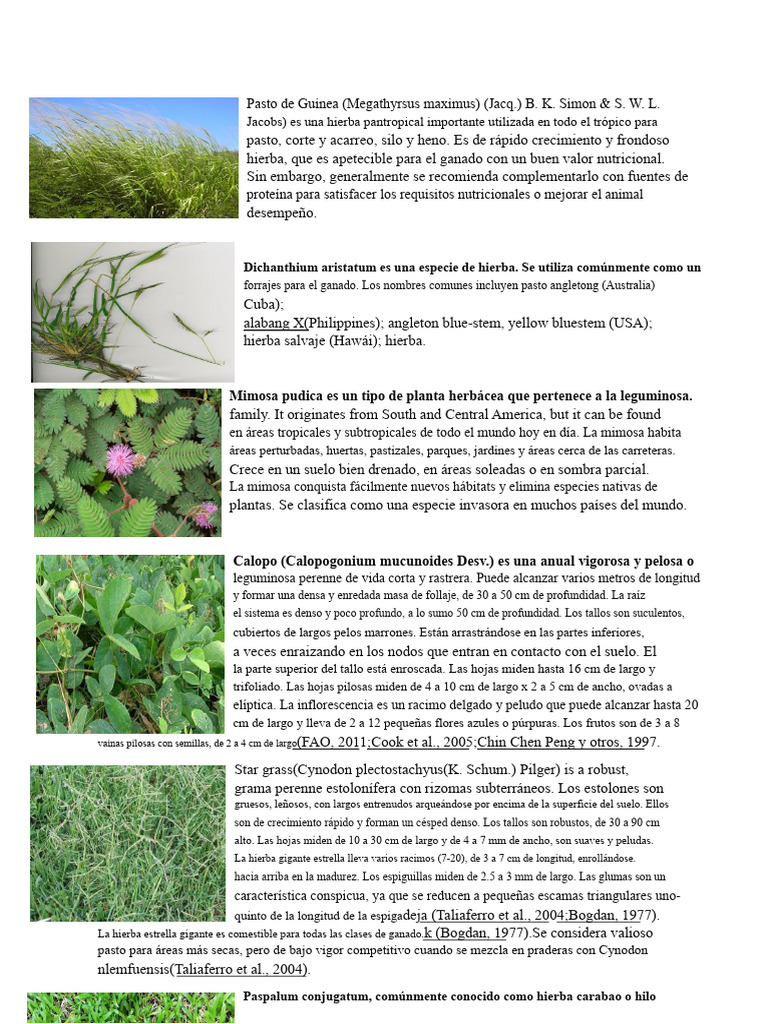 Hierbas forrajeras tropicales esenciales | PDF | Pasto | Agricultura