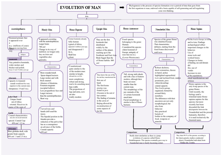 Conceptual Map of Human Evolution | PDF | Homo | Human Evolution