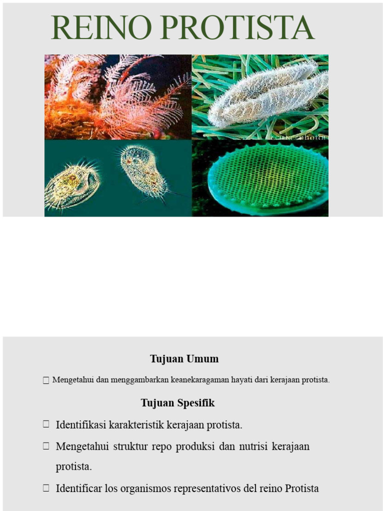Reino Protista | PDF