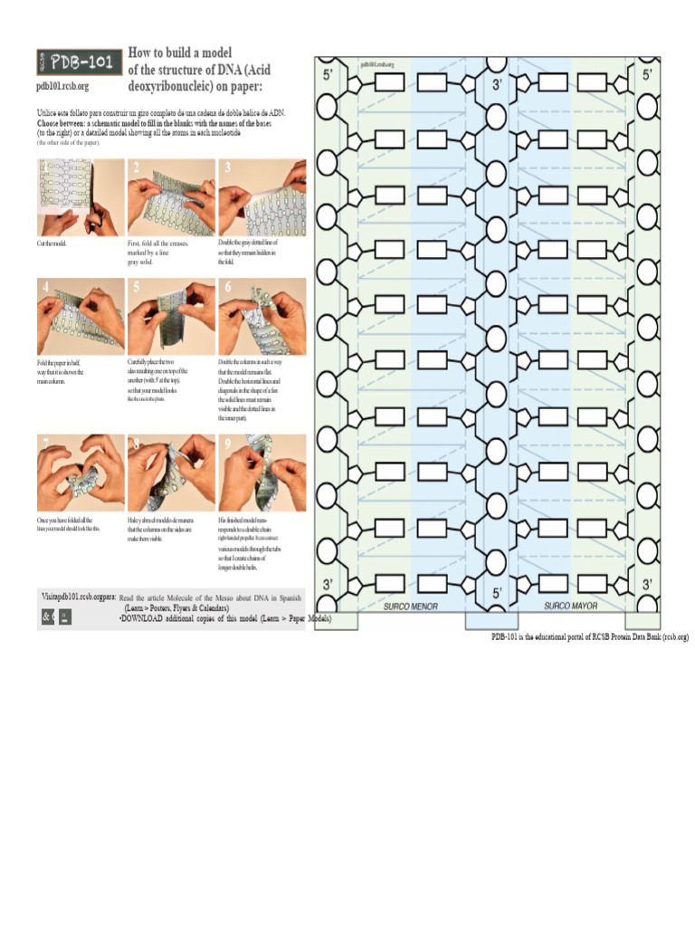 DNA Model Spanish | PDF | Dna | Nucleic Acid Double Helix