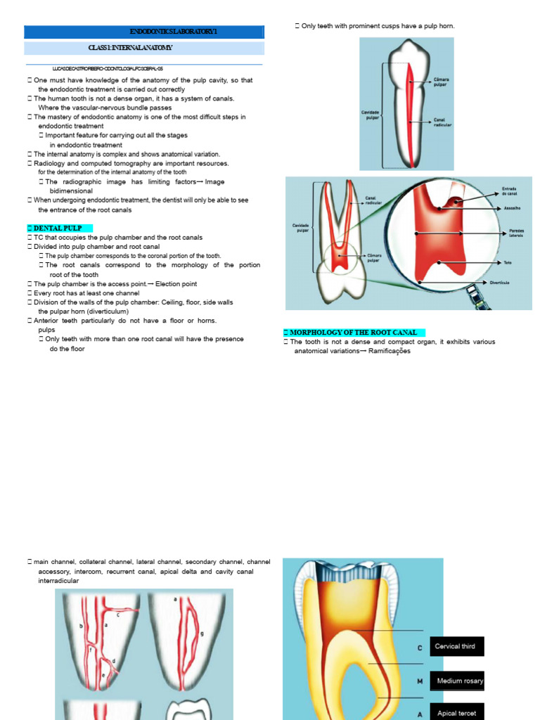 Endodontic Anatomy of Human Teeth | PDF | Dental Anatomy | Dentistry ...
