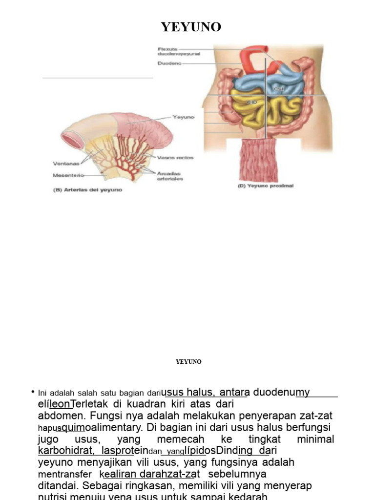 Usus Halus Jejunum dan Ileum | PDF
