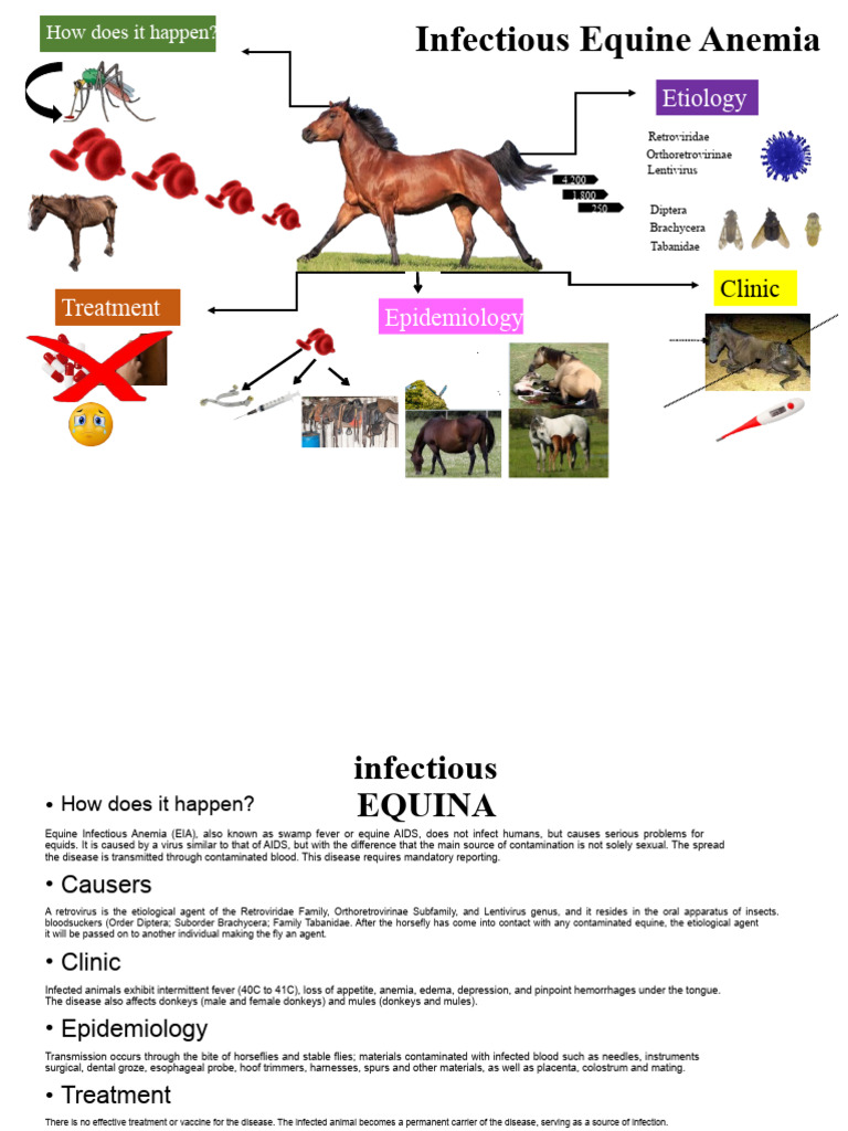 Equine Infectious Anemia | PDF | Infection | Virus