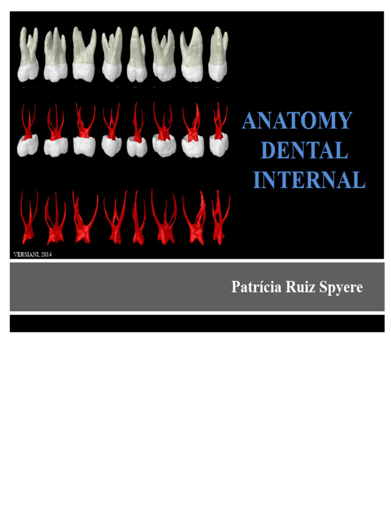 Internal Dental Anatomy - Endo | PDF | Dental Anatomy | Primate Anatomy