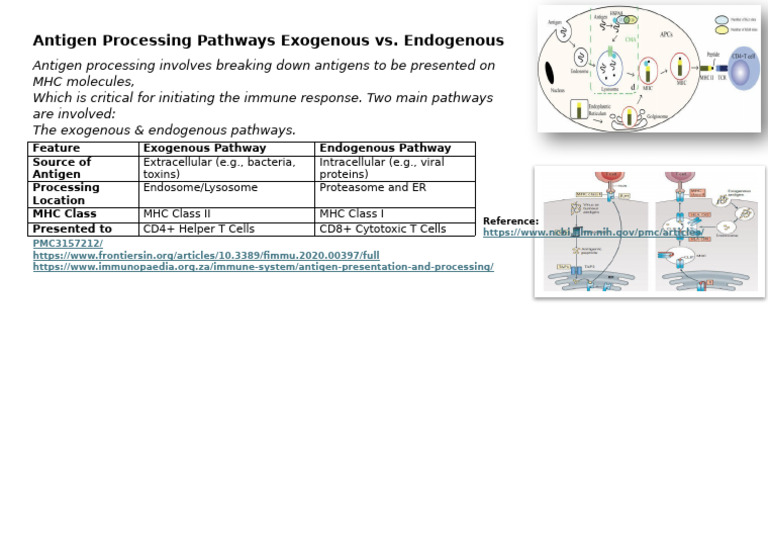 Antigen Processing: Exogenous vs. Endogenous | PDF