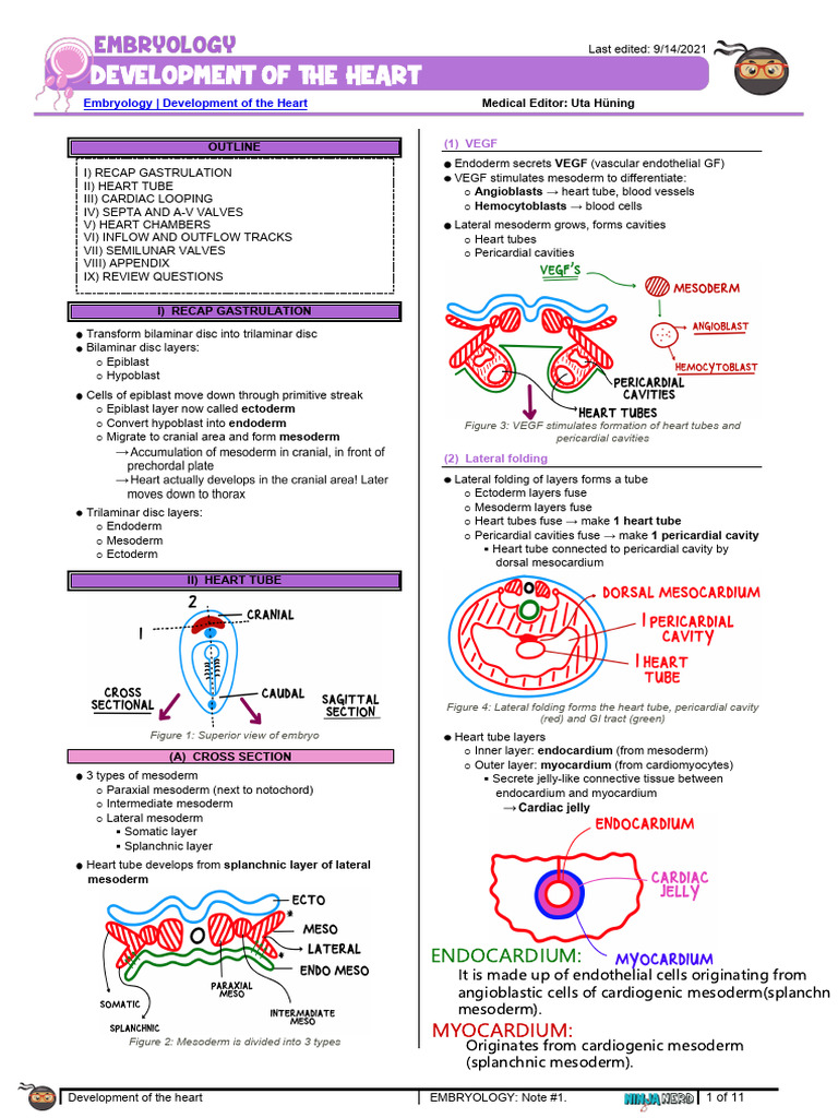 269 - Embryology Development of The Heart | PDF | Heart Valve | Heart