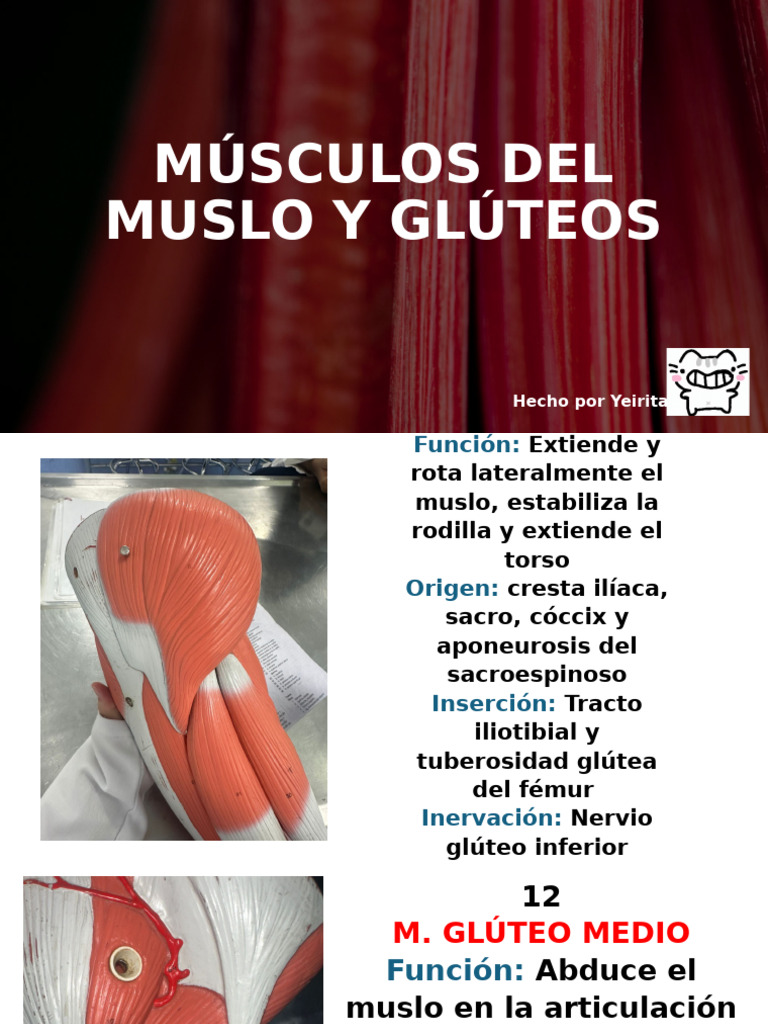 Anatomía de Músculos del Muslo y Glúteos | PDF | Anatomía humana ...