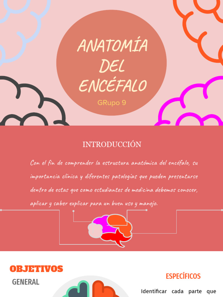 Anatomía Del Encéfalo | PDF | Cerebro | Astrocito