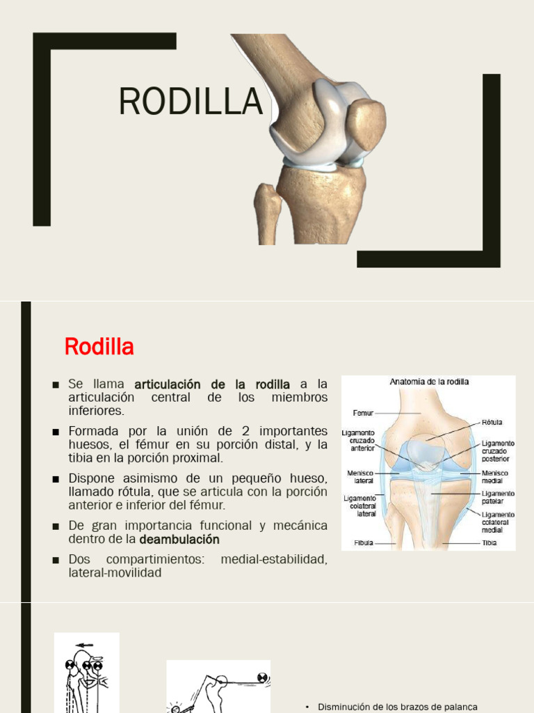 RODILLA | PDF | Rodilla | Sistema musculoesquelético