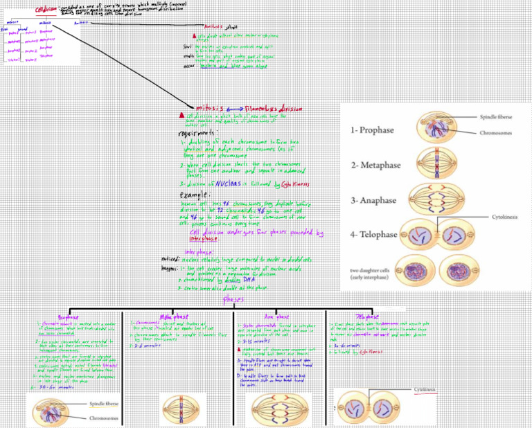 Cell Division | PDF