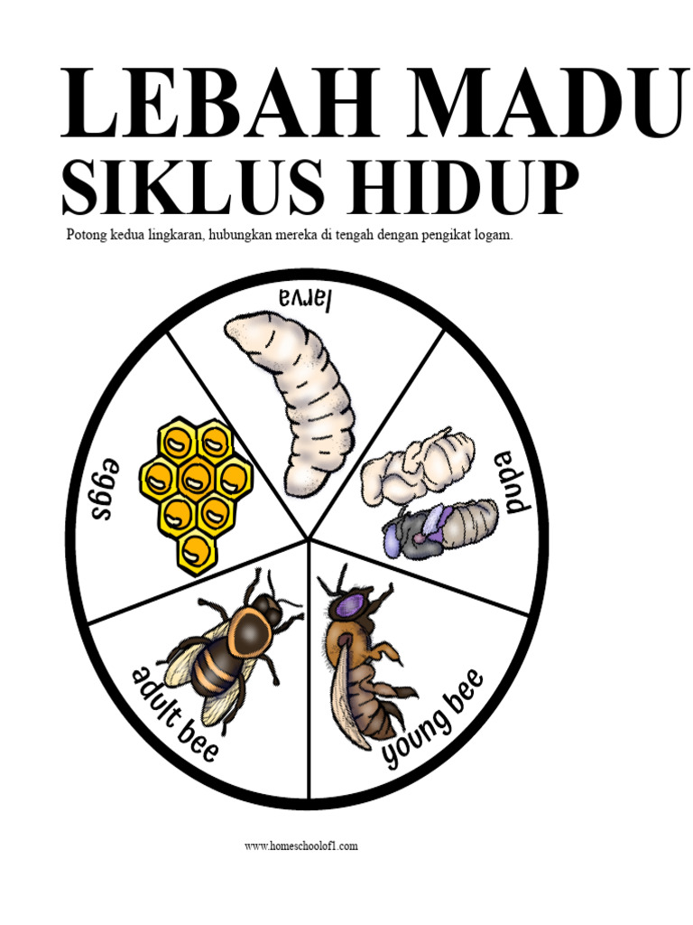 Siklus Hidup Lebah Madu | PDF