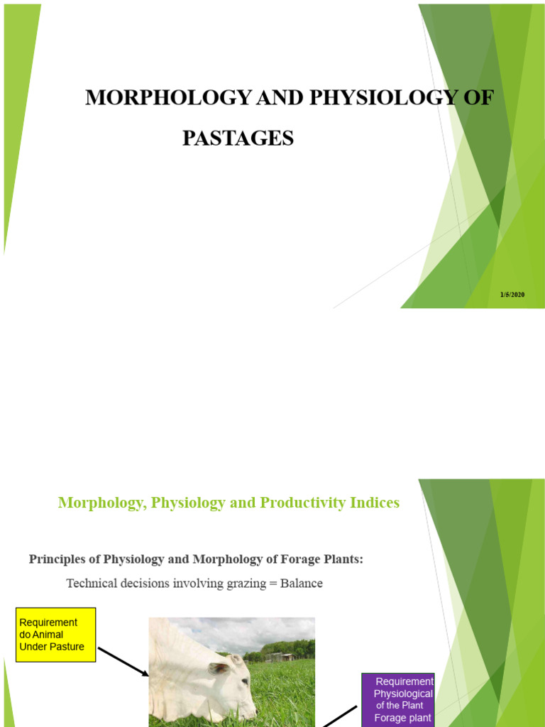 Forage Plant Morphology and Physiology | PDF | Leaf | Legume