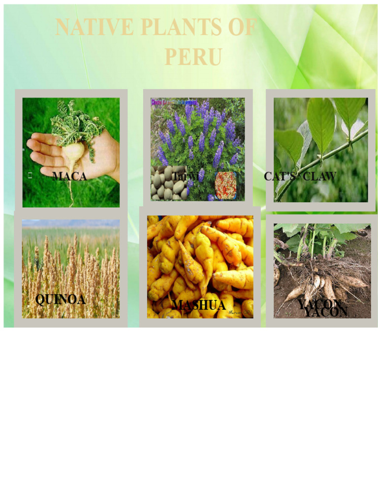 Native Plants of Peru: Benefits & Uses | PDF | Quinoa