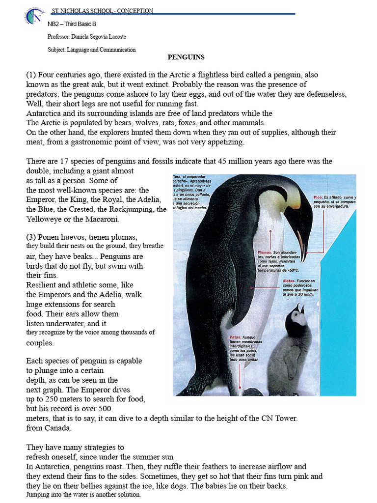 Reading Comprehension | PDF | Penguin | Zoology