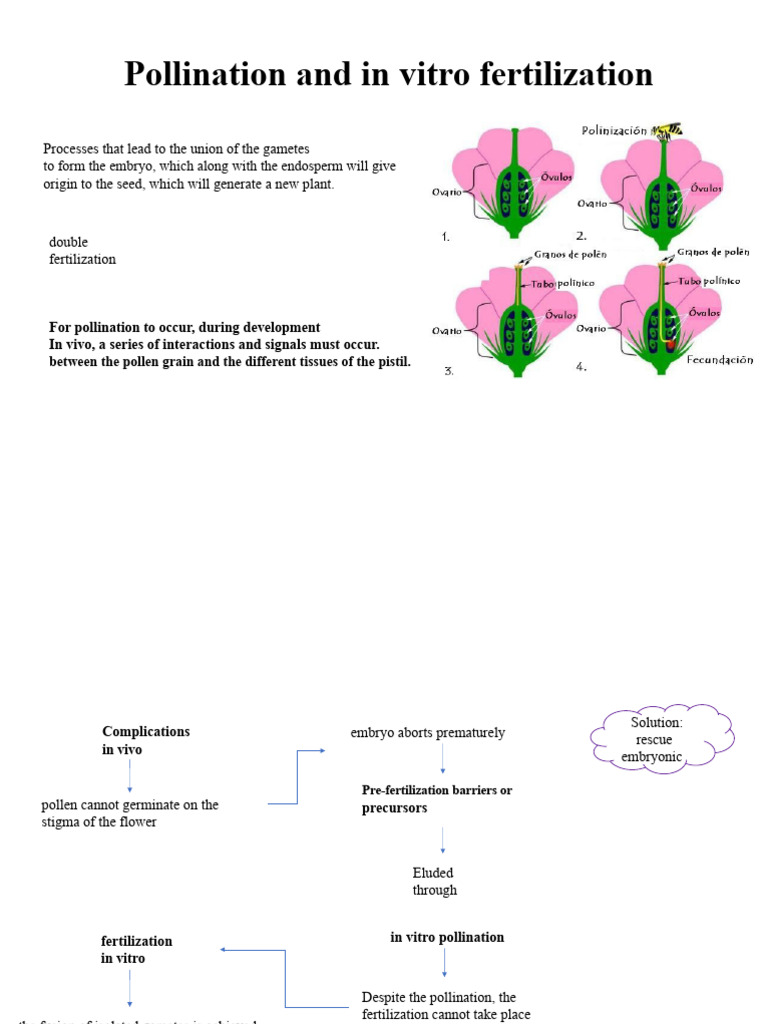 Pollination and in Vitro Fertilization | PDF | Fertilisation | Pollination