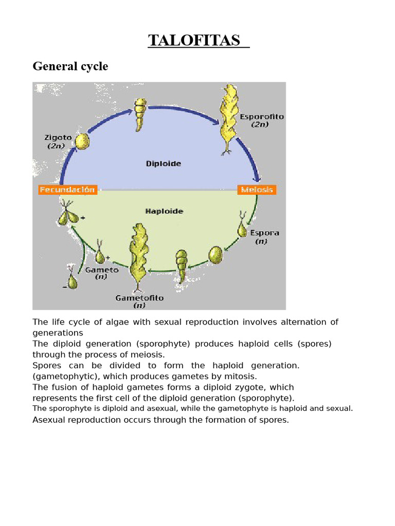 Life Cycles | PDF | Sexual Reproduction | Ploidy