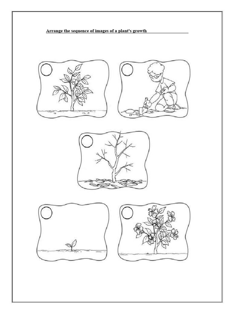 ORDER THE SEQUENCE OF IMAGES OF A PLANT GROWTH.docx | PDF