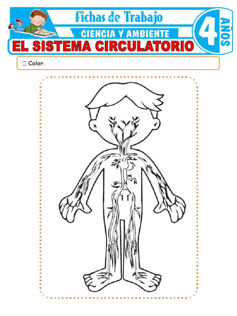 The Circulatory System For 4-Year-Olds | PDF