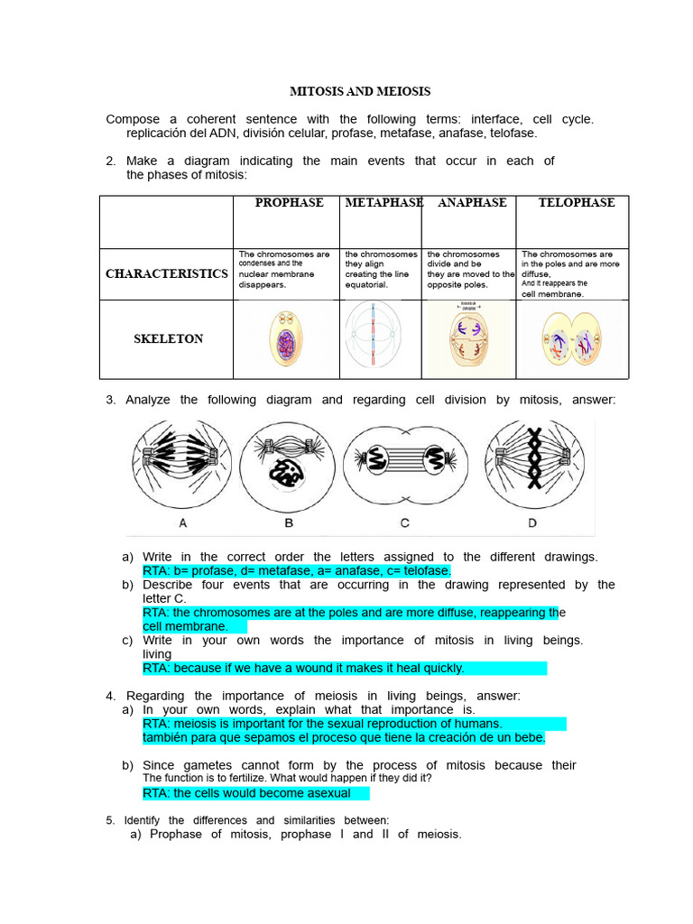 MITOSIS and MEIOSIS Workshop.doc | PDF | Mitosis | Meiosis