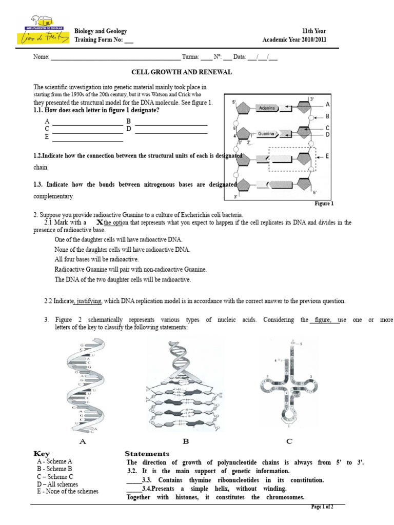 Formative Sheet 1 - DNA and Protein Synthesis | PDF | Dna | Nucleic ...