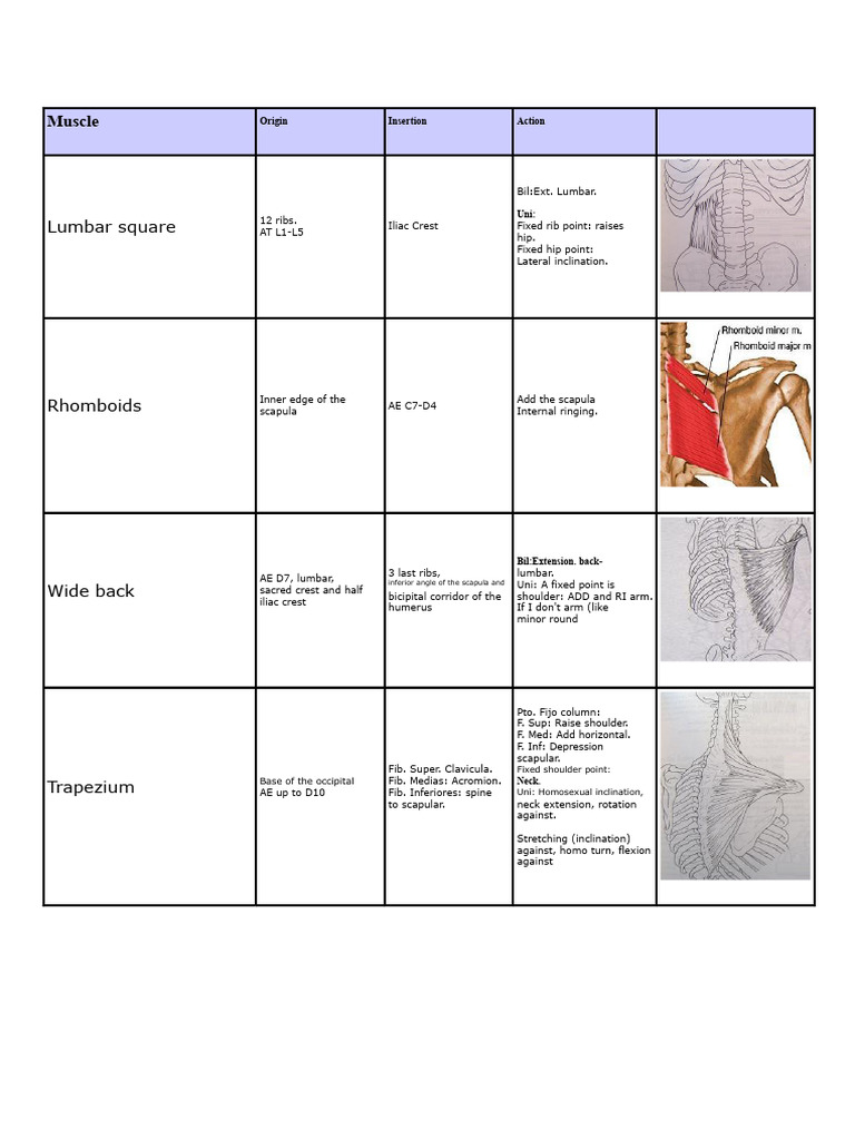 Muscles - Origin and Insertion | PDF | Knee | Hip