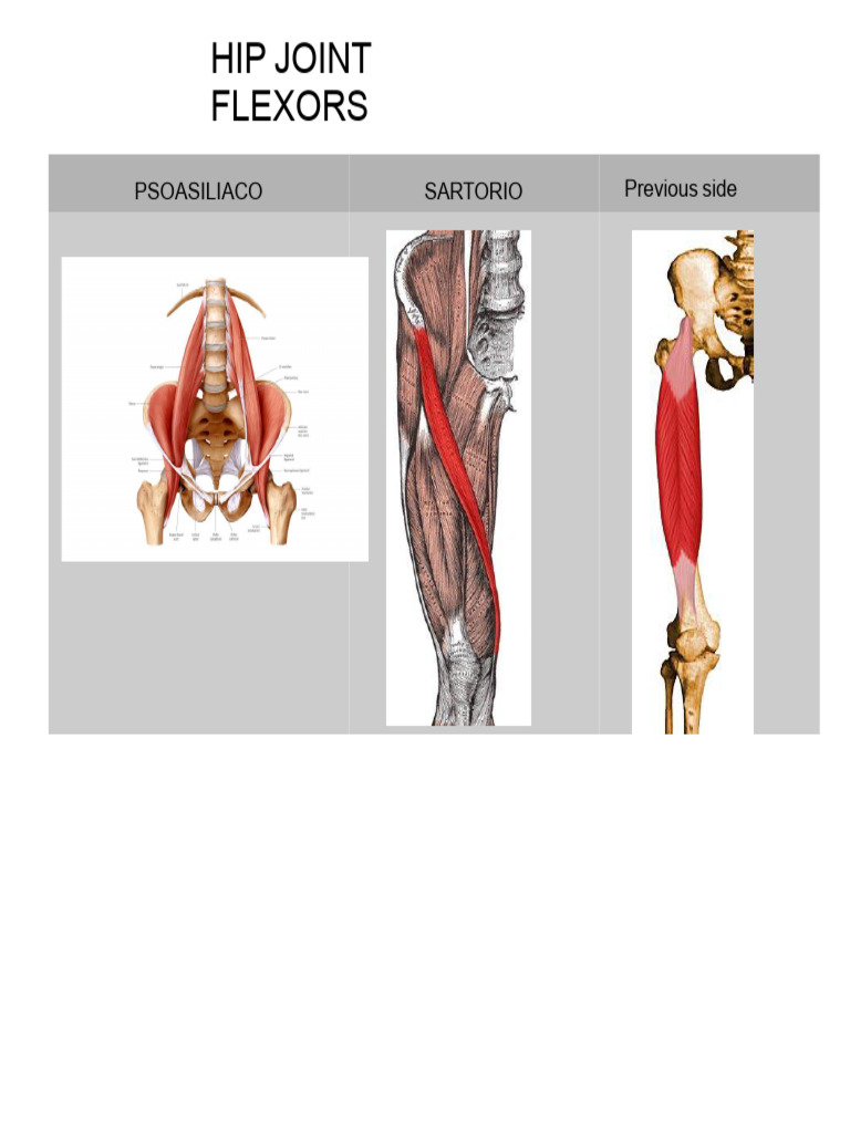Theme 6. F. Hip | PDF | Pelvis | Hip